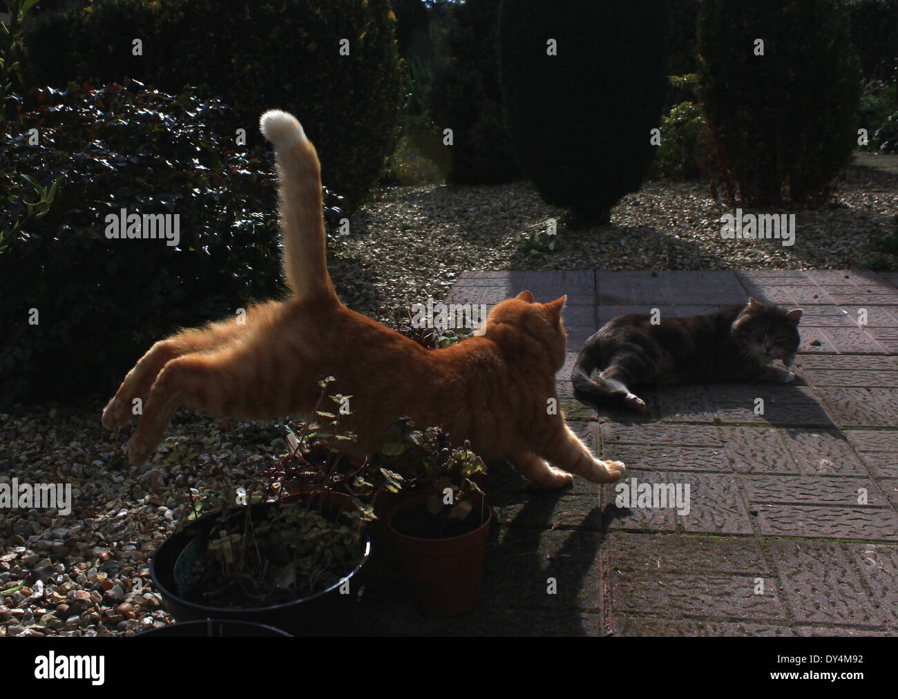 Combat de chats Banque de photographies et d’images à haute résolution ...