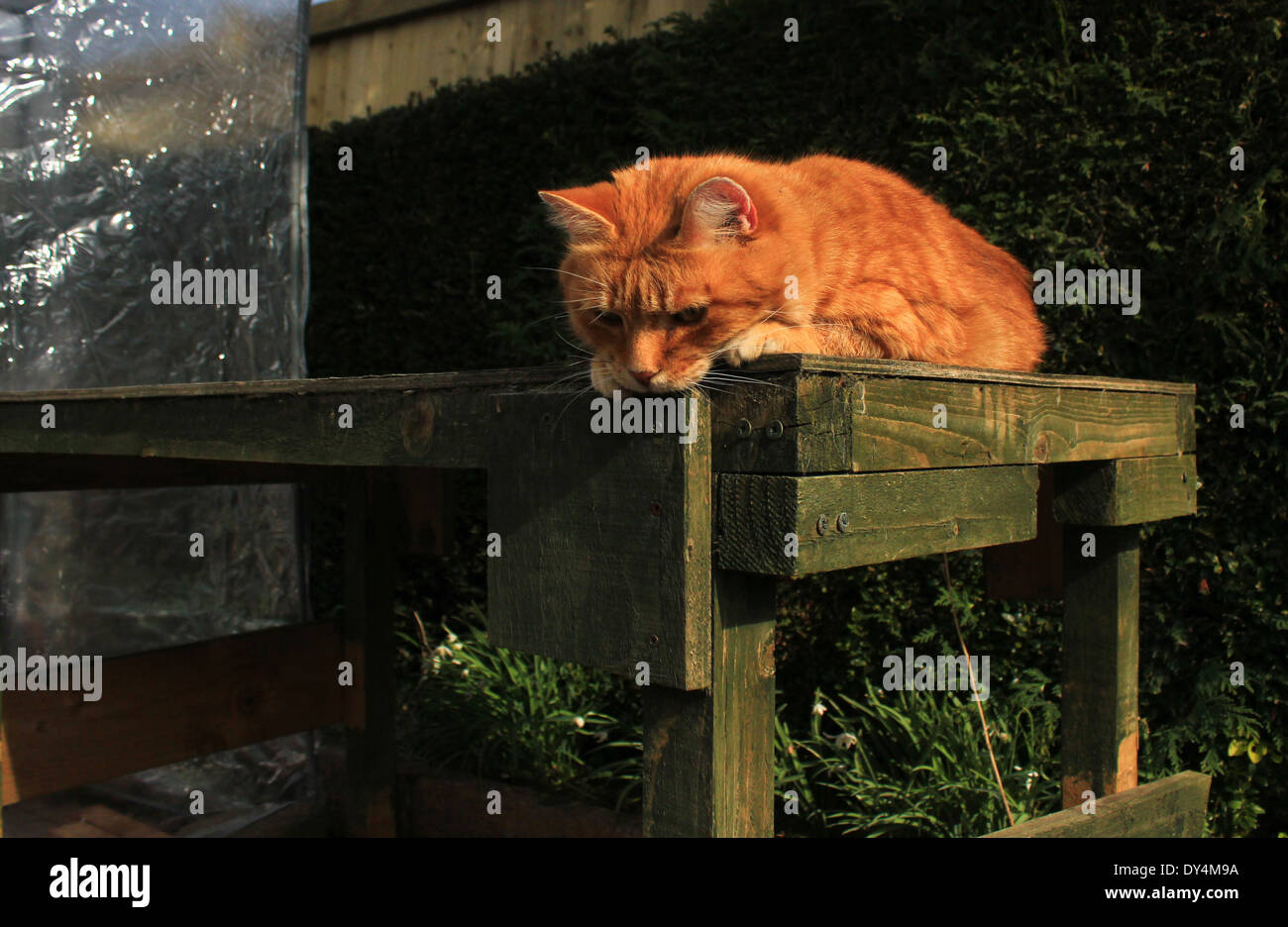 Chat triste Banque de photographies et d’images à haute résolution - Alamy