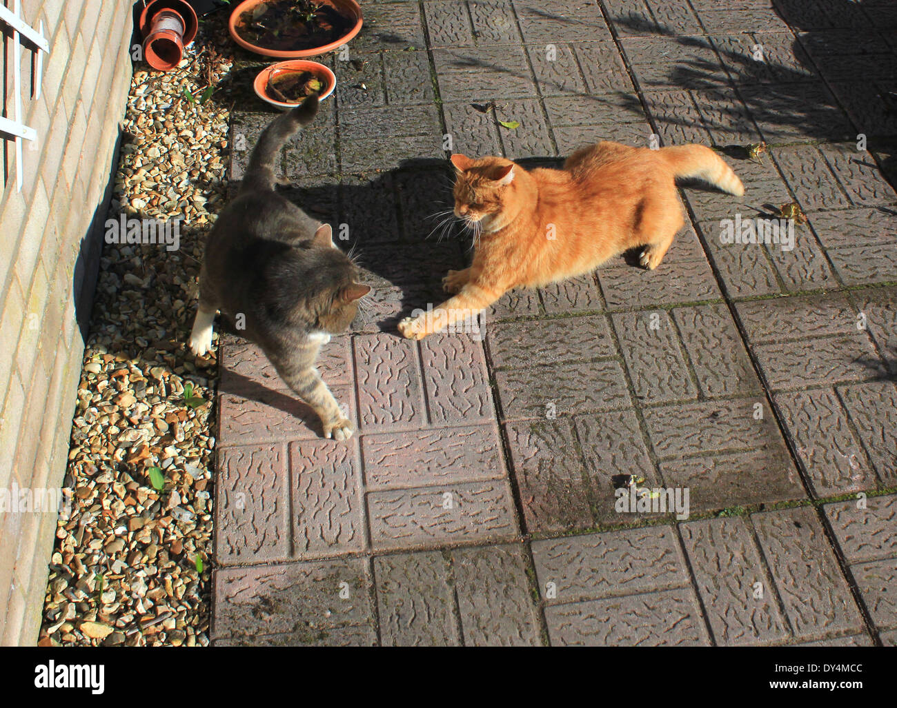 Chat combat Banque de photographies et d’images à haute résolution - Alamy