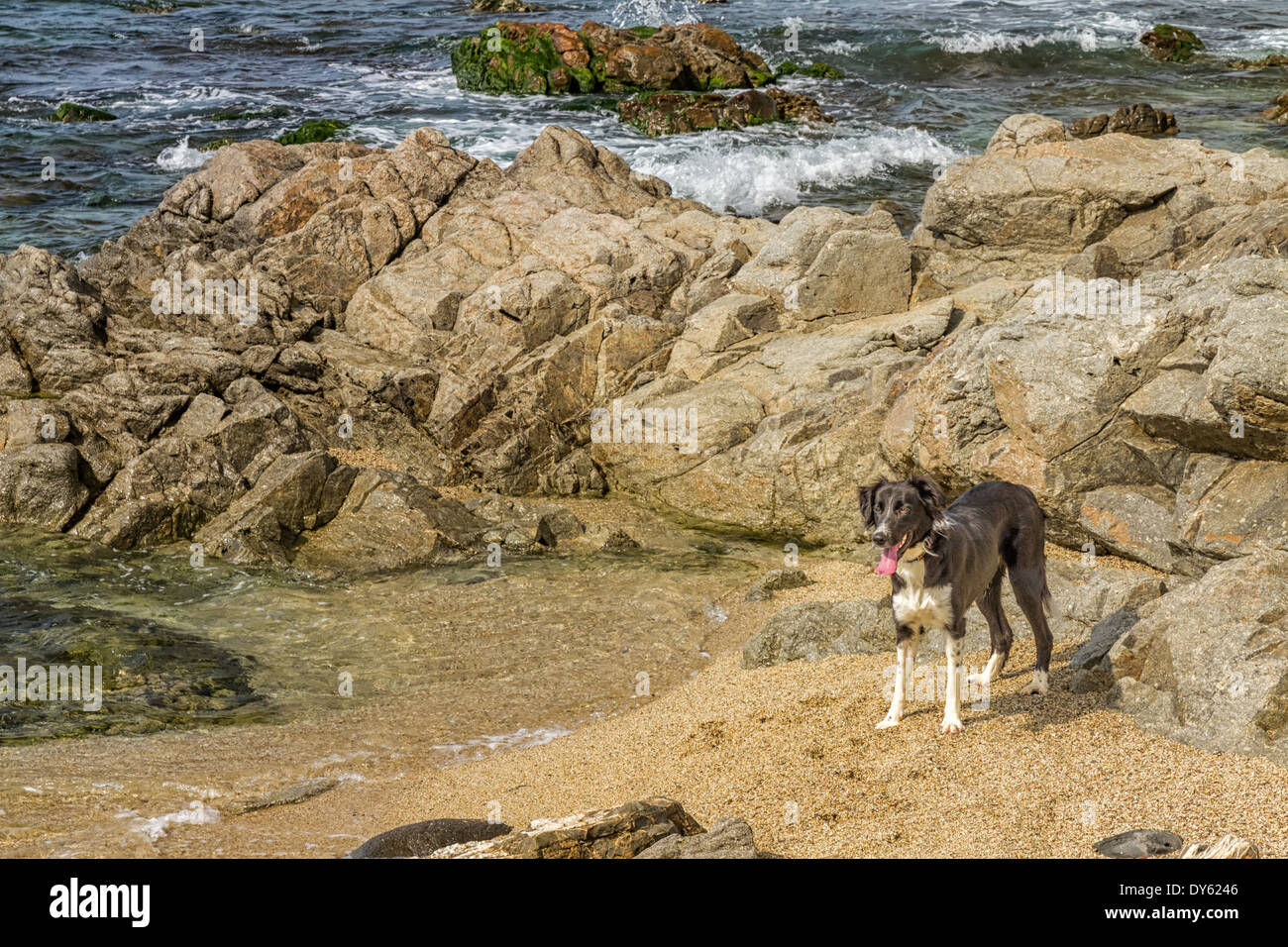 Border Colley chien joue parmi les rochers sur la plage de Losari en ...