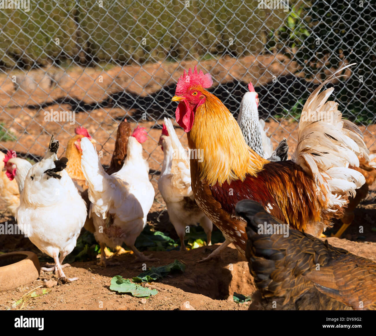 Coq et poules dans le poulailler de la volaille Photo Stock - Alamy