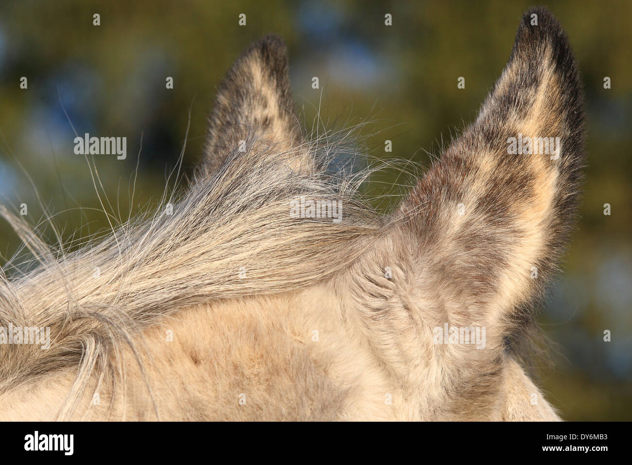 Horse ears Banque de photographies et d’images à haute résolution - Alamy