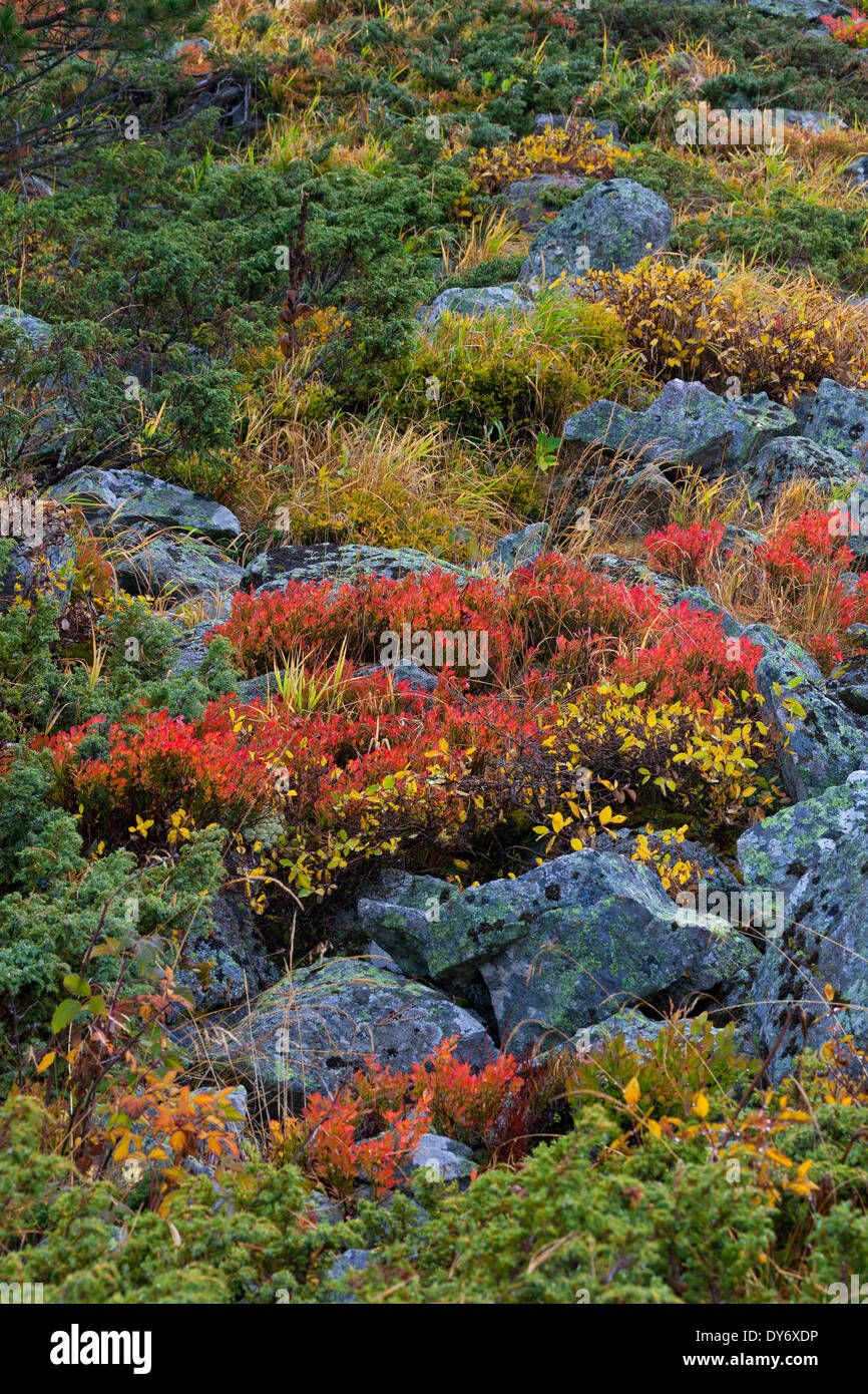 Arbustes d'automne Banque de photographies et d’images à haute ...