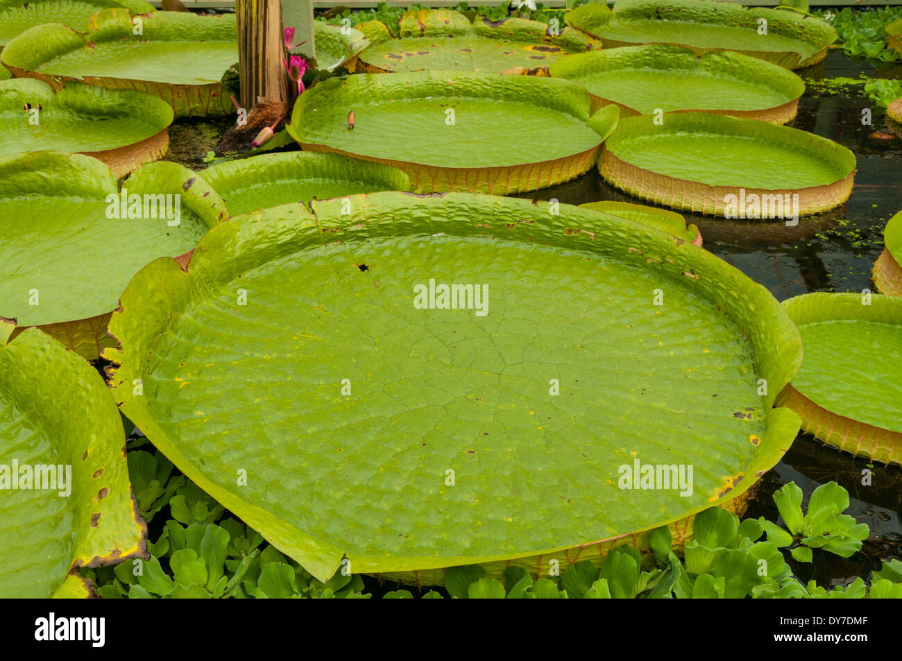 Feuille de nénuphar géant Banque de photographies et d’images à haute ...