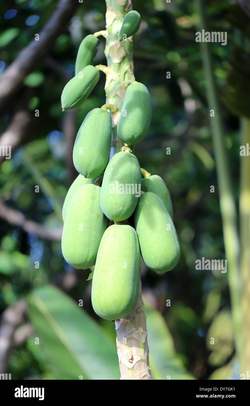 Fruit vert Banque de photographies et d’images à haute résolution - Alamy