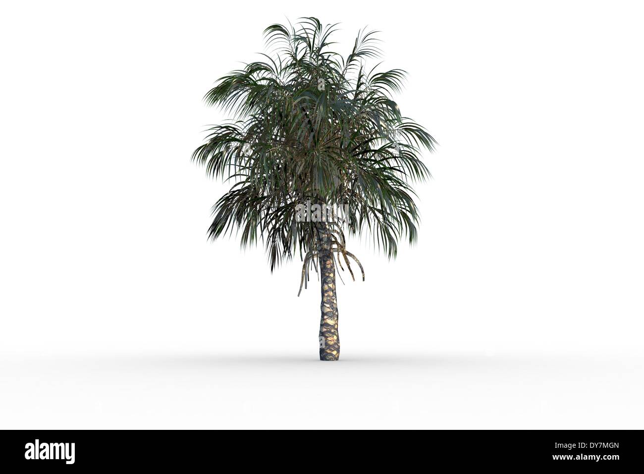 Palmier tropical Banque de photographies et d’images à haute résolution ...
