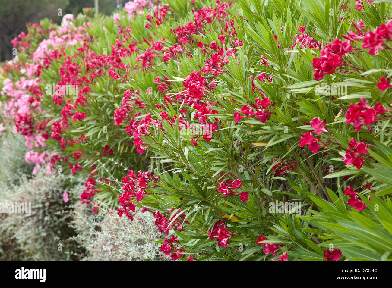 Laurier Rose Banque d'image et photos - Alamy