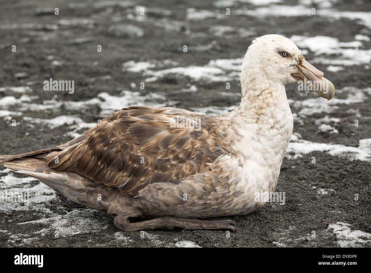 Macronectes pétrel géant Banque de photographies et d’images à haute ...