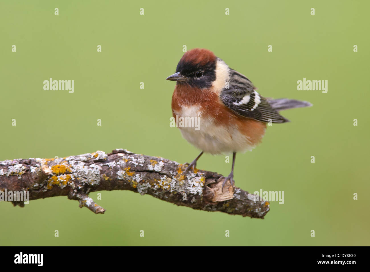 Paruline à poitrine baie - Setophaga castanea - reproduction des mâles ...