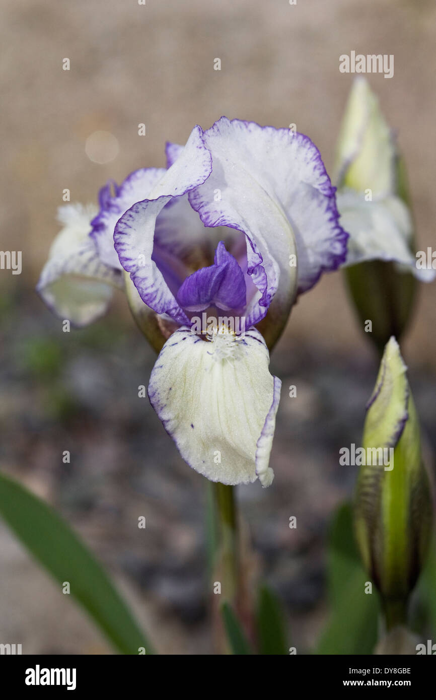 Dwarf bearded iris Banque de photographies et d’images à haute ...