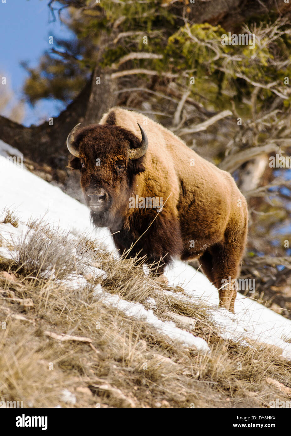 B bison Banque de photographies et d’images à haute résolution - Alamy