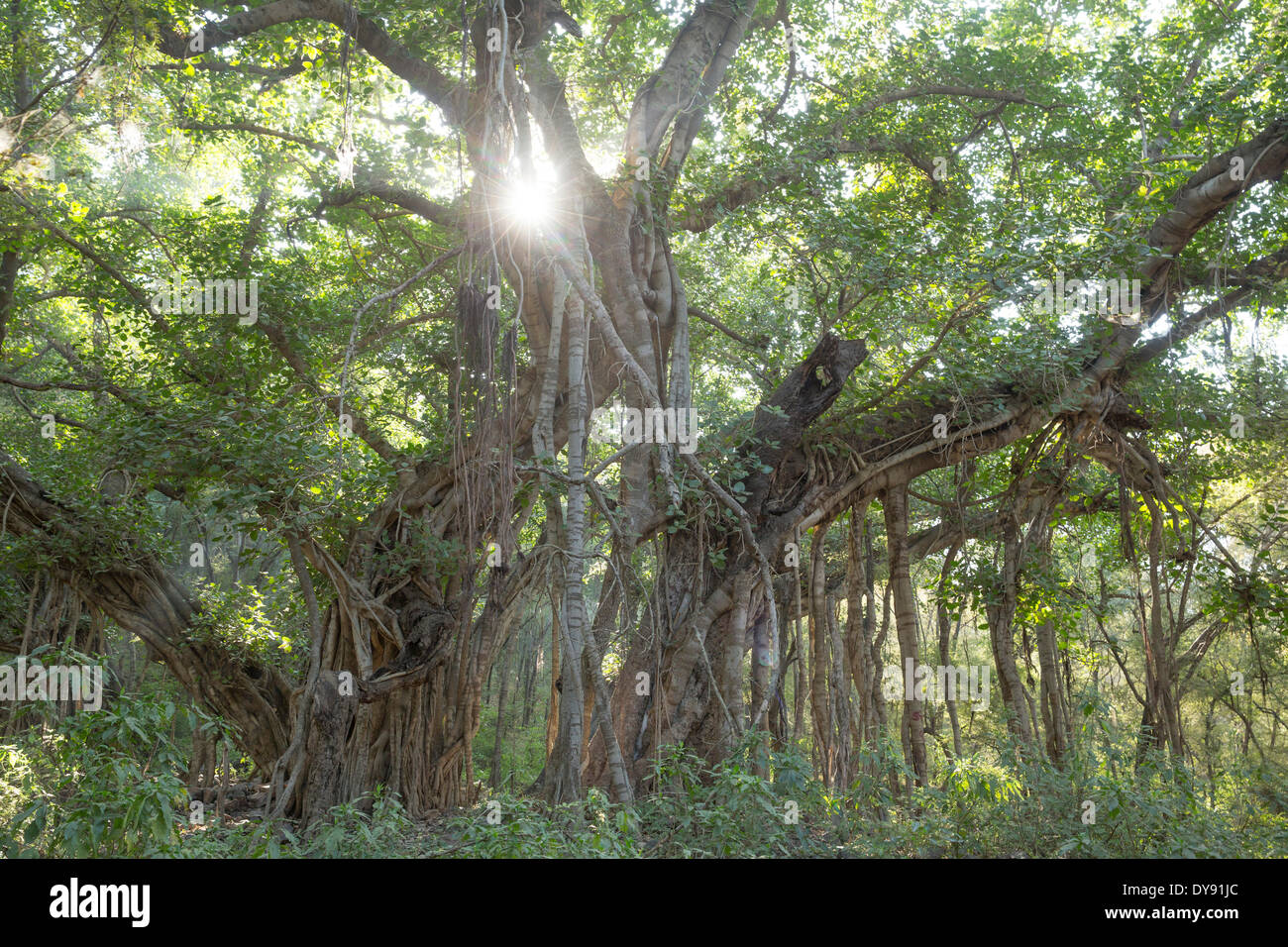 Banyan trees india Banque de photographies et d’images à haute ...