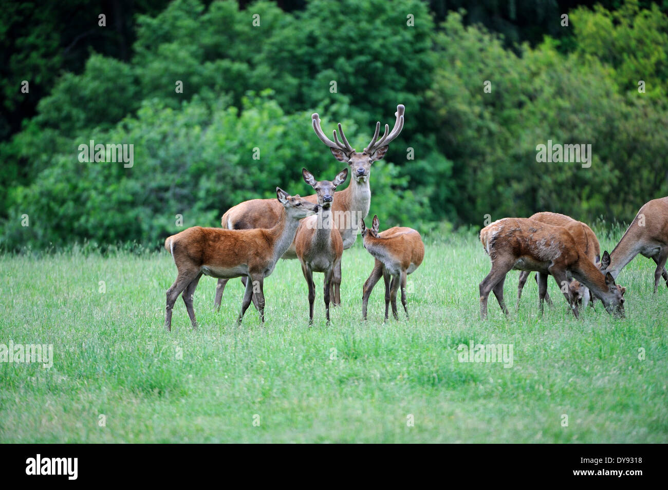 Bois de cerf rouge de cervidé cervidé Cervus elaphus cerf cerf cerf ...