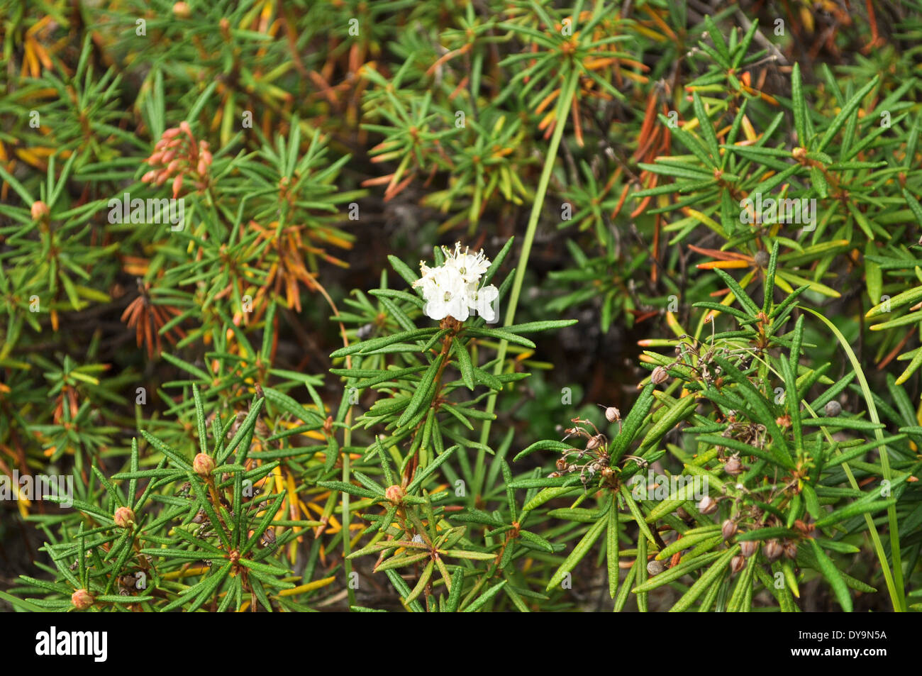 La floraison des rhododendrons sauvages. La Russie, l'Est de la ...