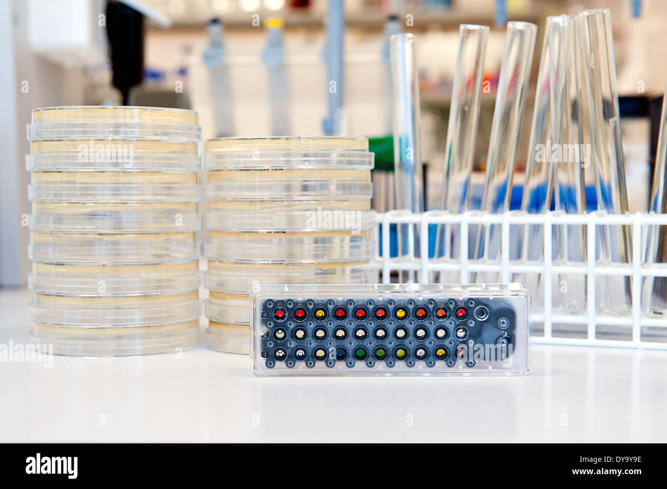 Test d'identification des bactéries en laboratoire de microbiologie ...