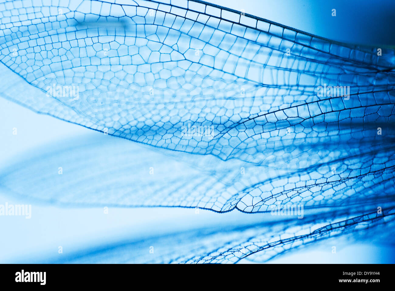 Libellules ailes transparentes Banque de photographies et d’images à ...