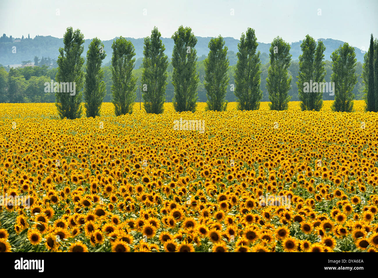 Champ De Tournesol Tuscany Map