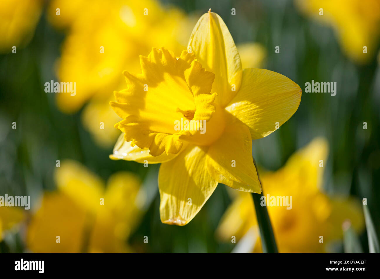 Champ de jonquille sauvage Banque de photographies et d’images à haute résolution - Alamy