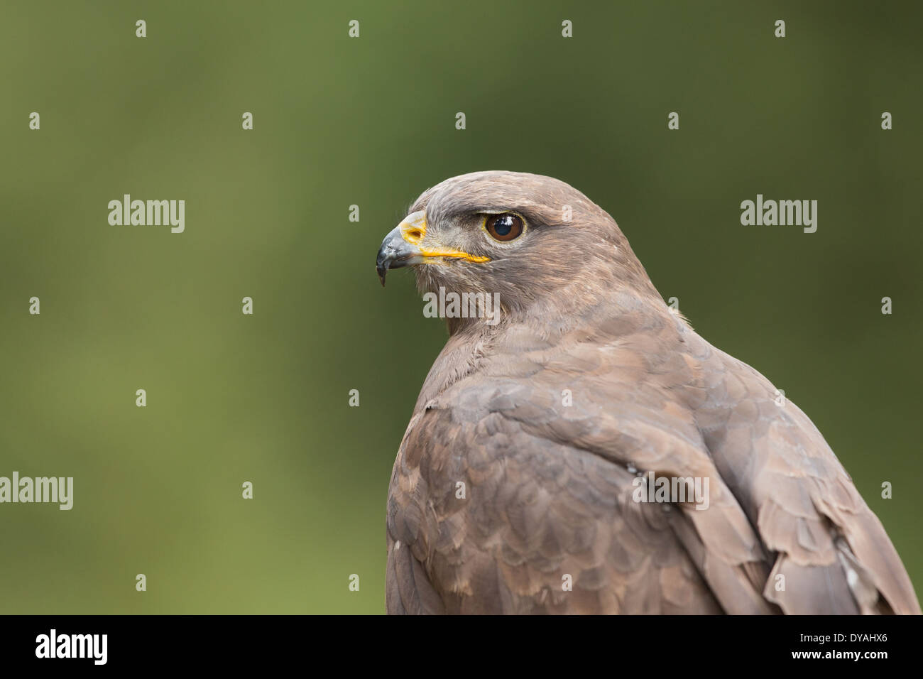 Portrait d'une buse Banque de photographies et d’images à haute ...