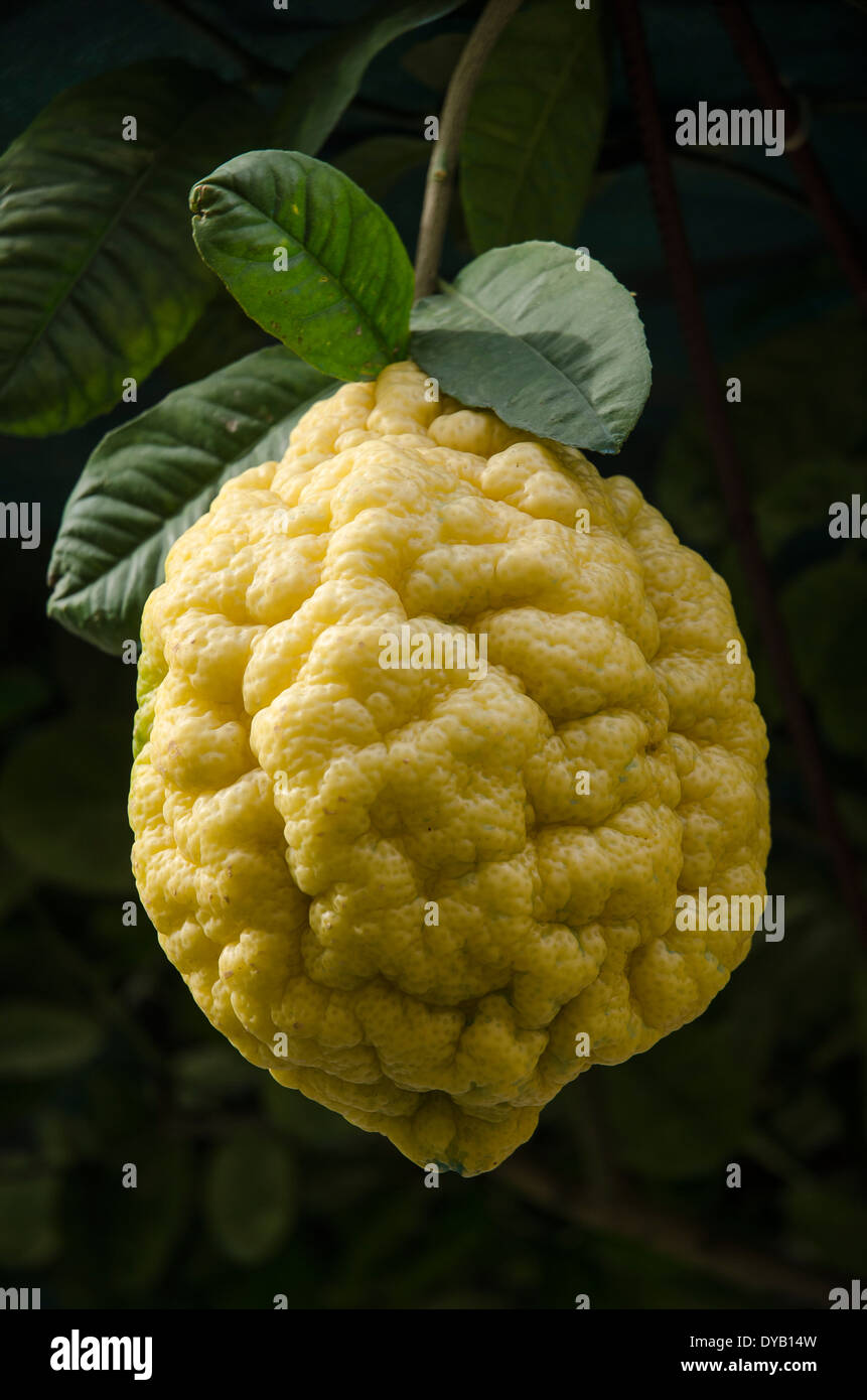 Citrus medica fruit growing tree Banque de photographies et d’images à ...