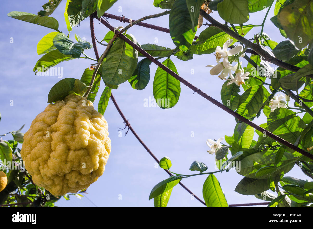Citrus medica fruit growing tree Banque de photographies et d’images à ...