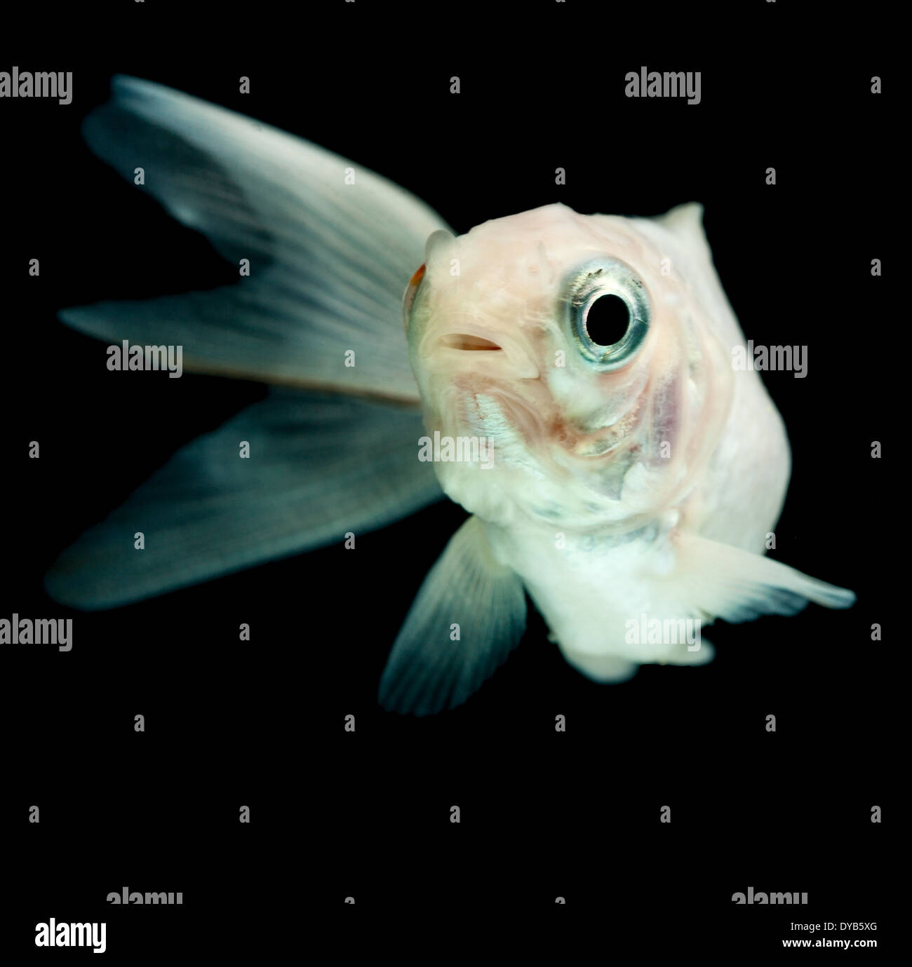 Comet goldfish carassius auratus Banque de photographies et d’images à ...