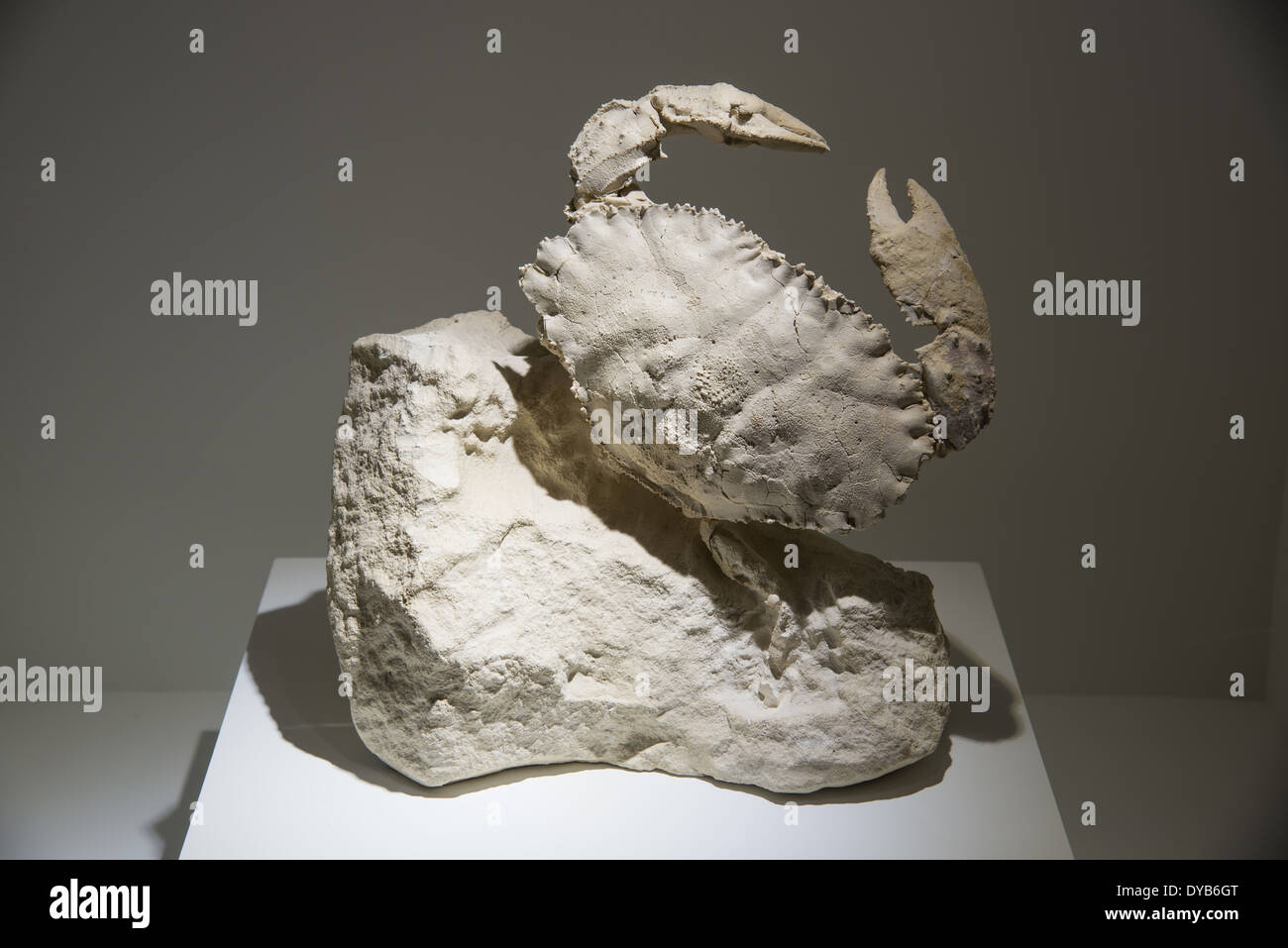 Cancer Du Crabe Banque d'image et photos - Alamy