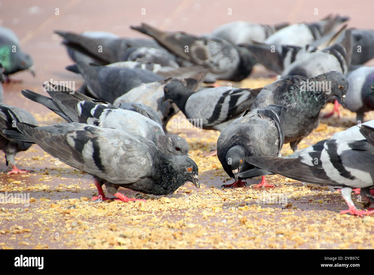 Oiseaux mangeant de la nourriture Banque de photographies et d’images à ...