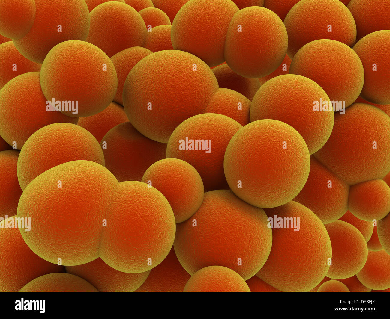 Staphylococci bacteria Banque de photographies et d’images à haute ...