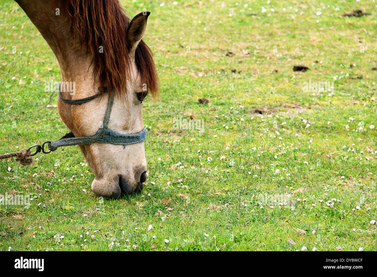 Pré cheval Banque de photographies et d’images à haute résolution - Alamy