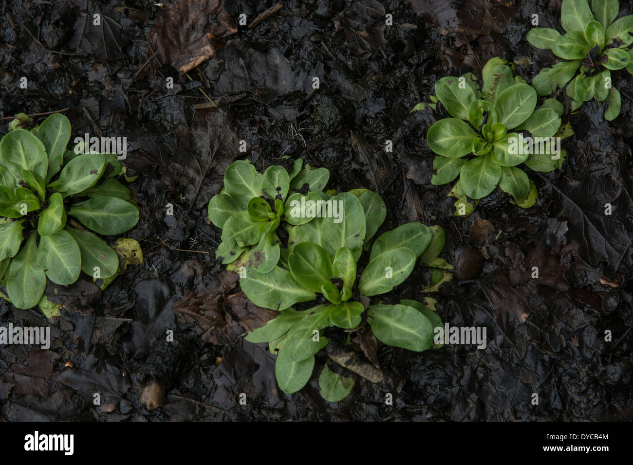 Jeunes feuilles de Brookweed / Samolus valerandi de plus en plus humide ...