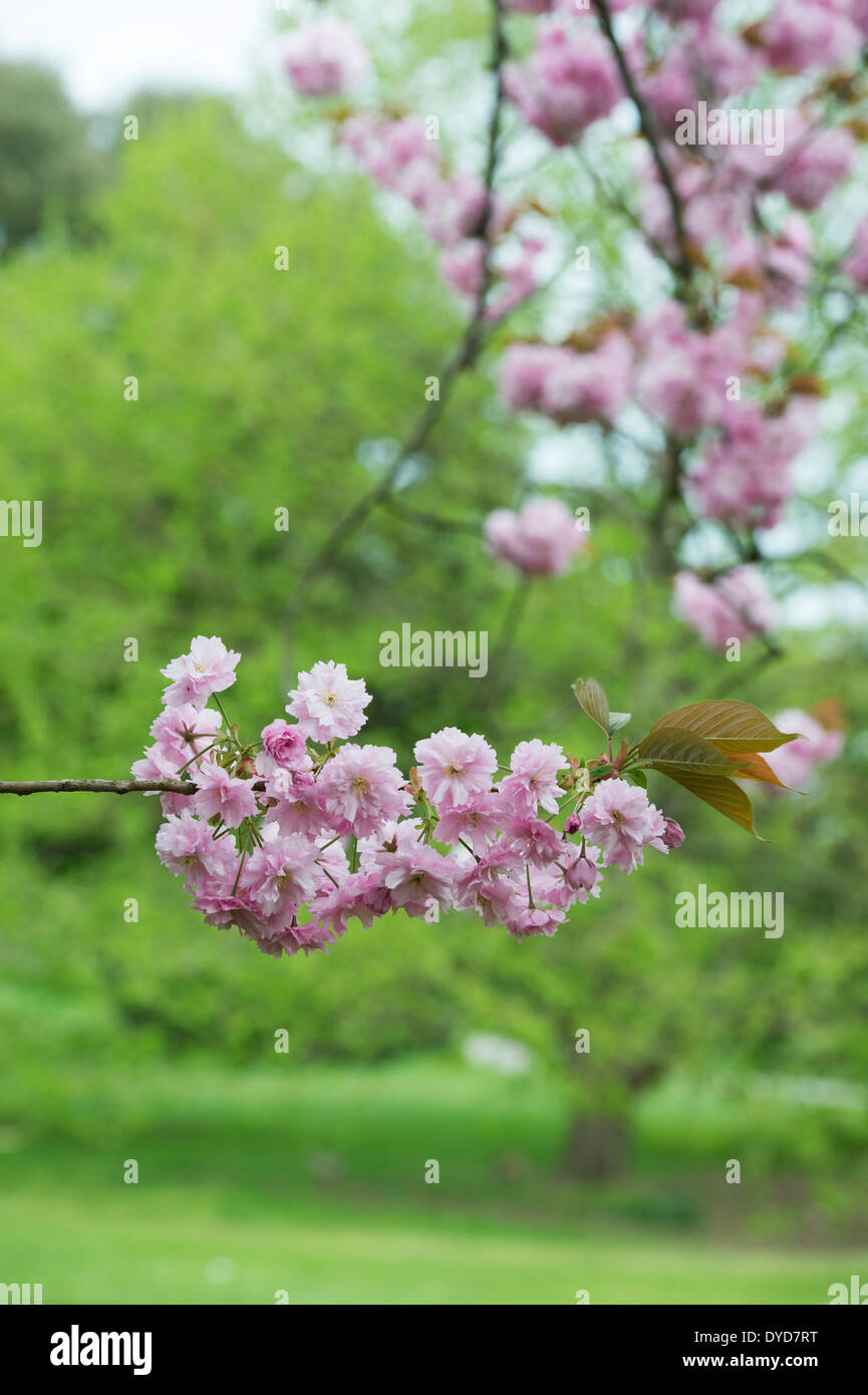 Prunus kanzan Banque de photographies et d’images à haute résolution ...