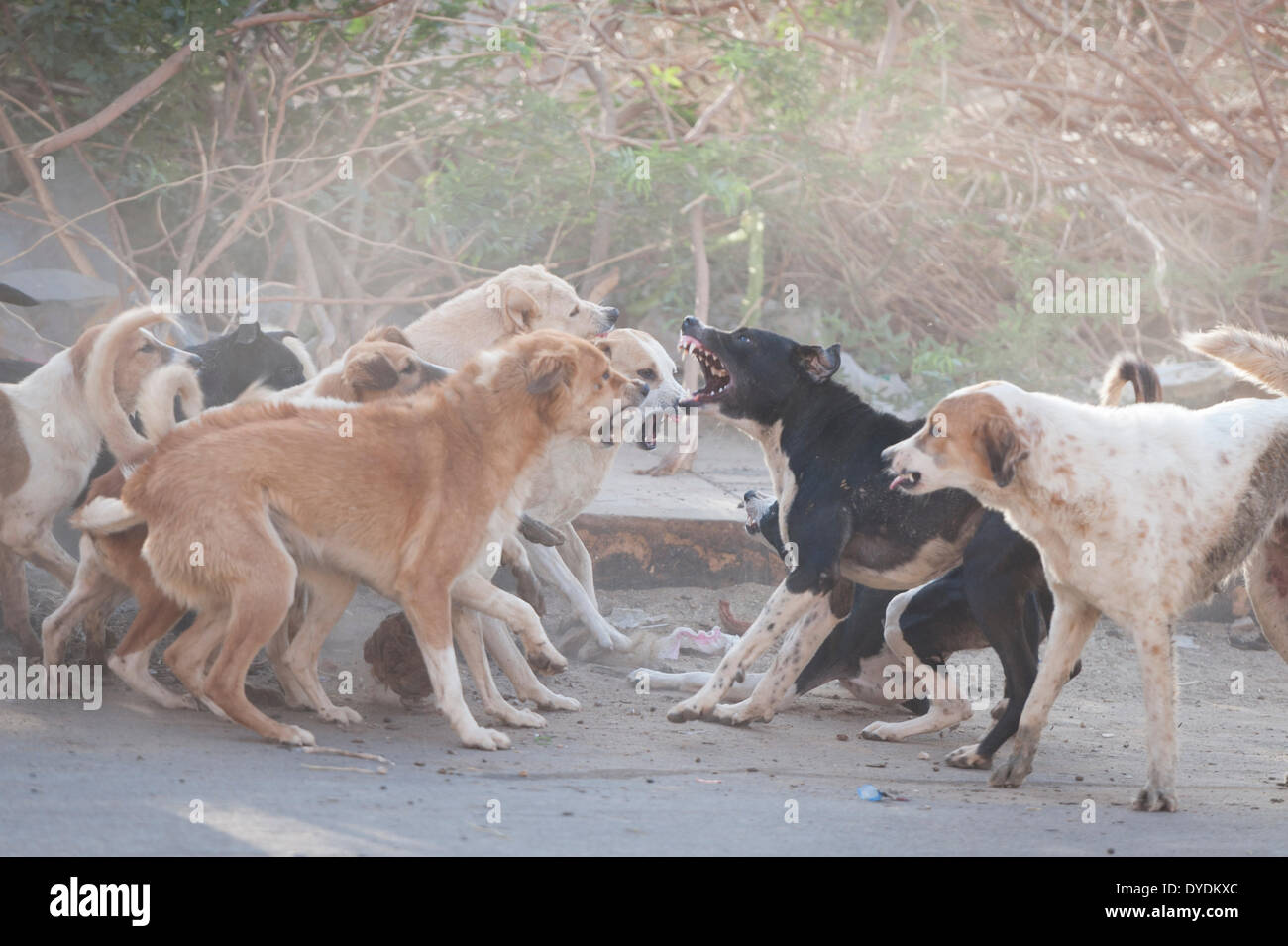 Chiens du gouvernement Banque de photographies et d’images à haute ...