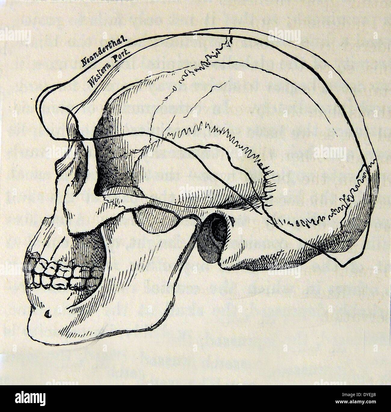 Anatomie comparée humaine Banque de photographies et d’images à haute ...