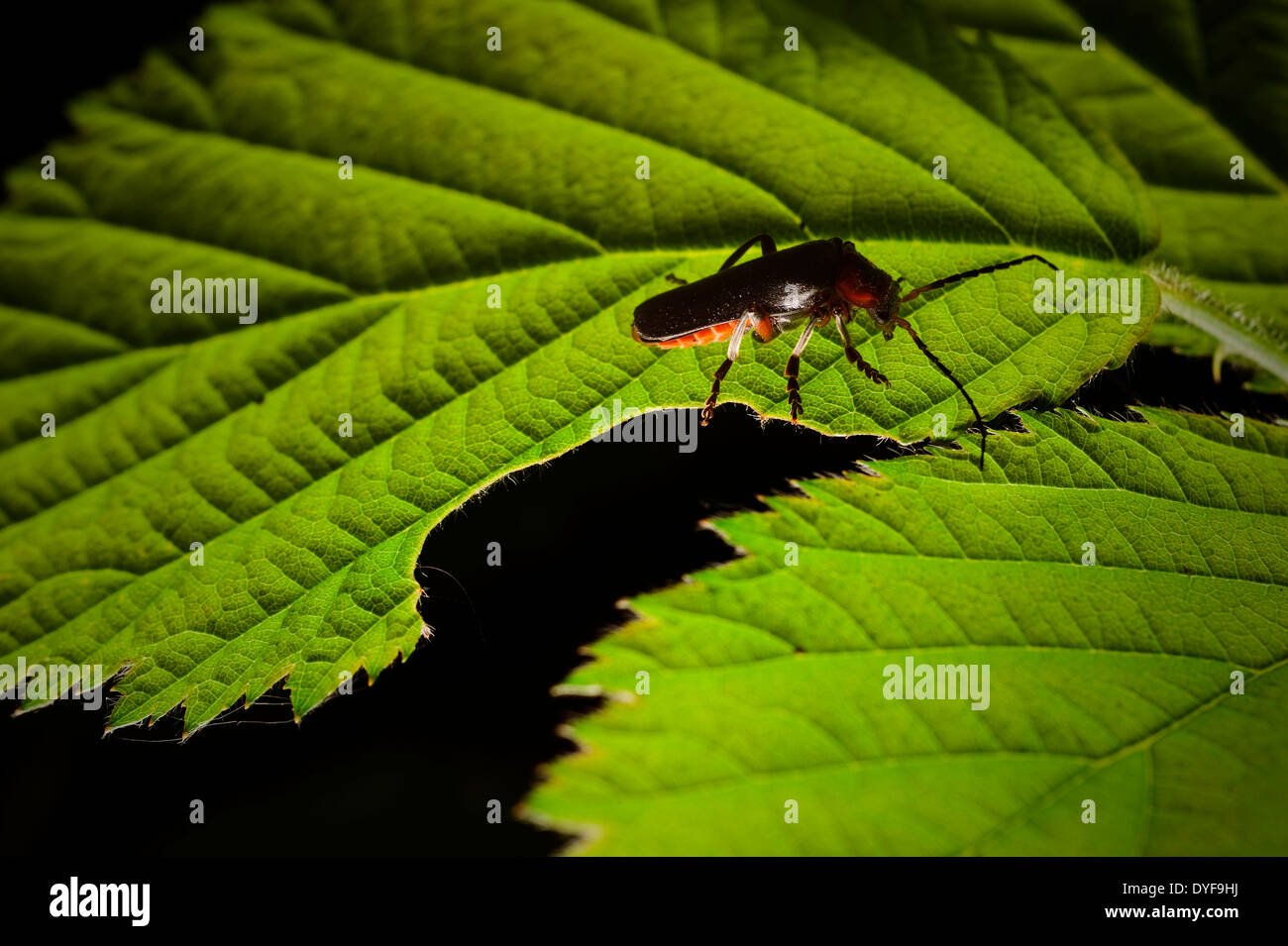 Insecte sur feuille verte Banque de photographies et d’images à haute ...