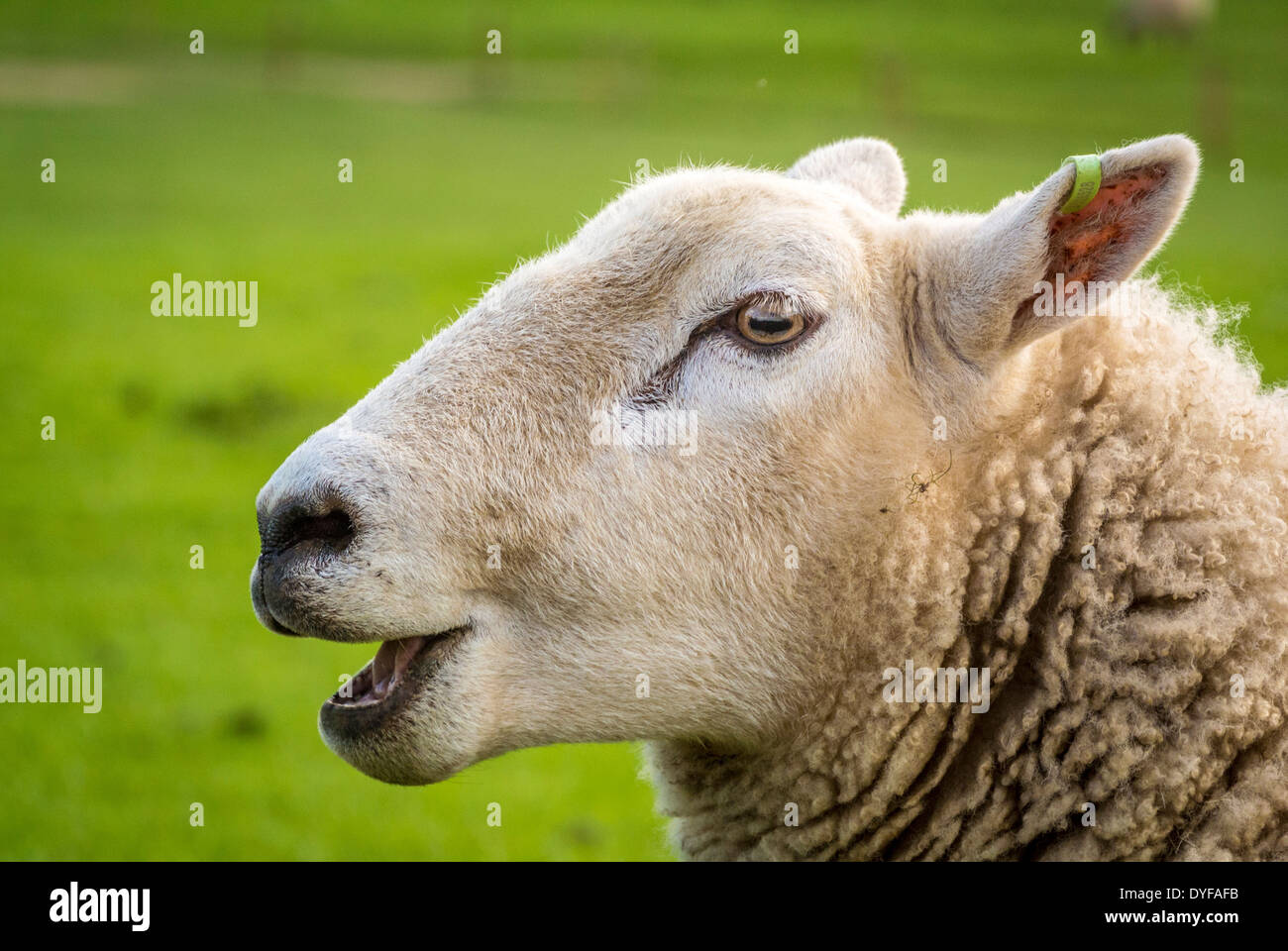 Tête de mouton Banque de photographies et d’images à haute résolution ...