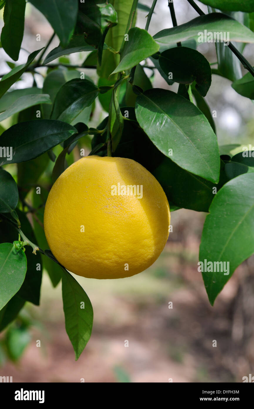 Grapefruit tree Banque de photographies et d’images à haute résolution ...