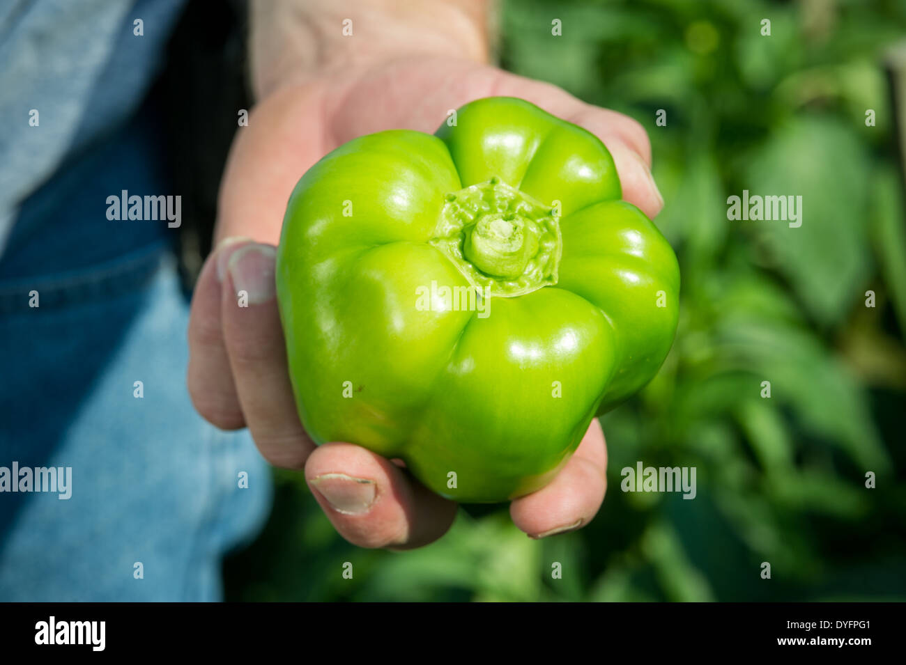 Vert et bon Banque de photographies et d’images à haute résolution - Alamy