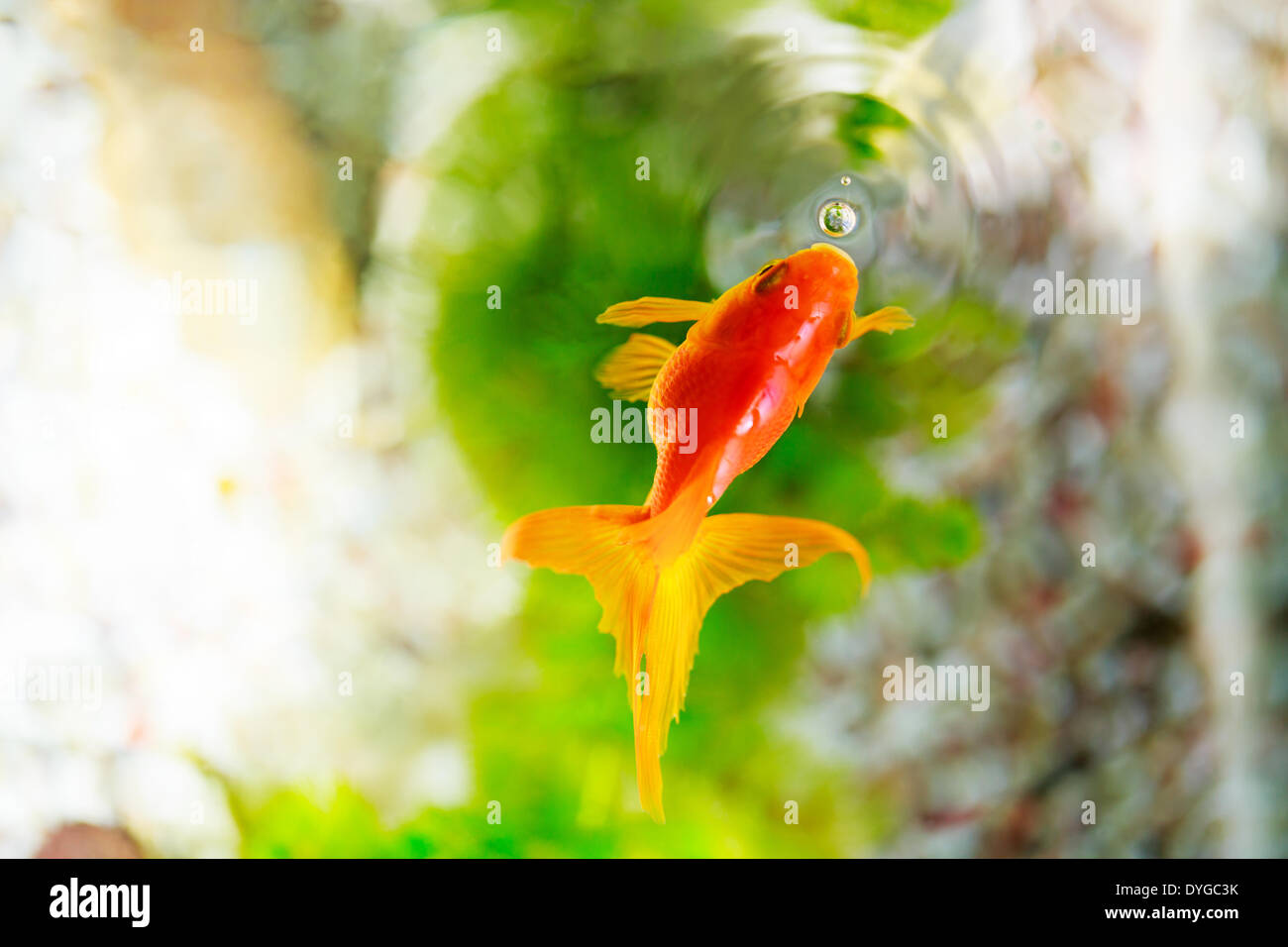 Bulle de poisson rouge Banque de photographies et d’images à haute ...