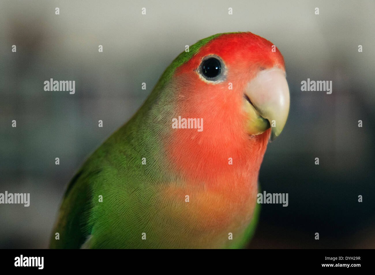 Inséparable oiseau Banque de photographies et d’images à haute ...