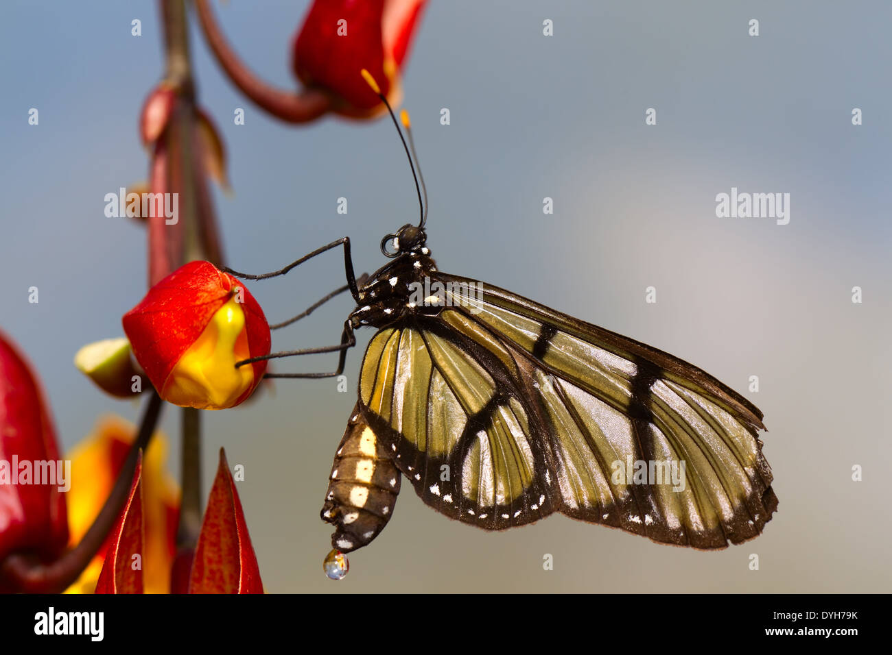Metona grandiosa Banque de photographies et d’images à haute résolution ...