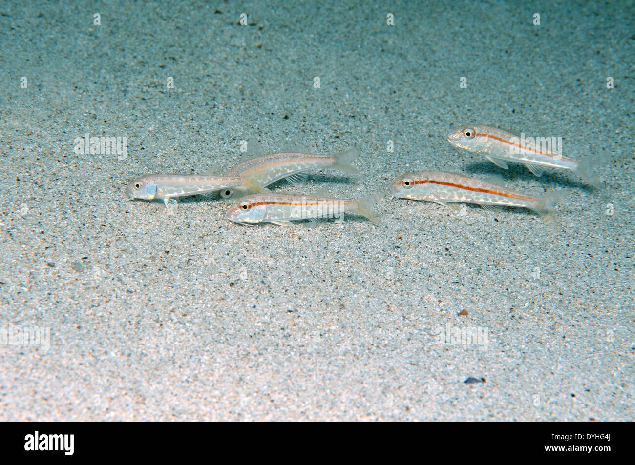 Goatfish rayée Banque de photographies et d’images à haute résolution ...