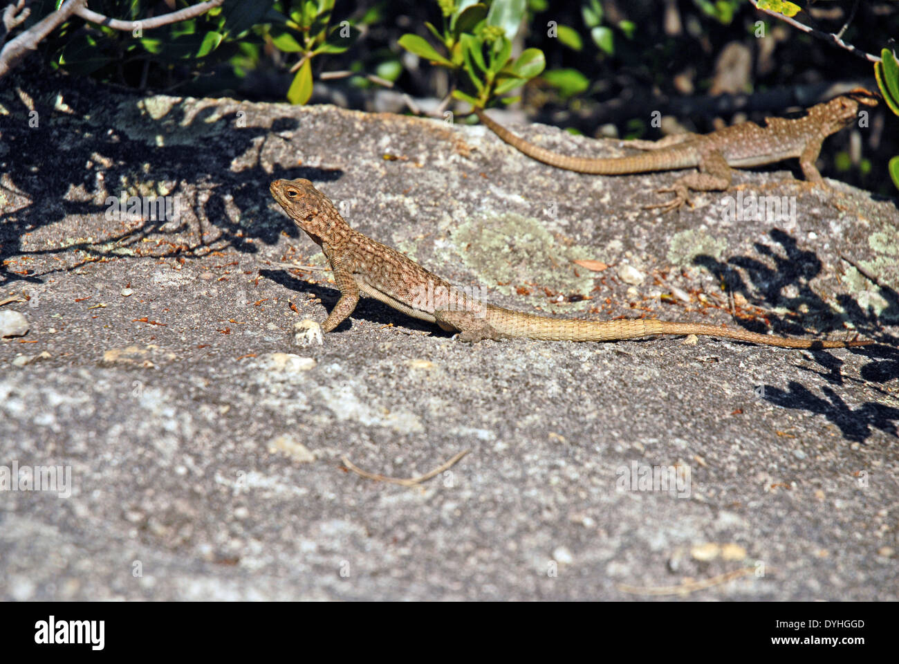 Iguane à queue épineuse de madagascar Banque de photographies et d ...