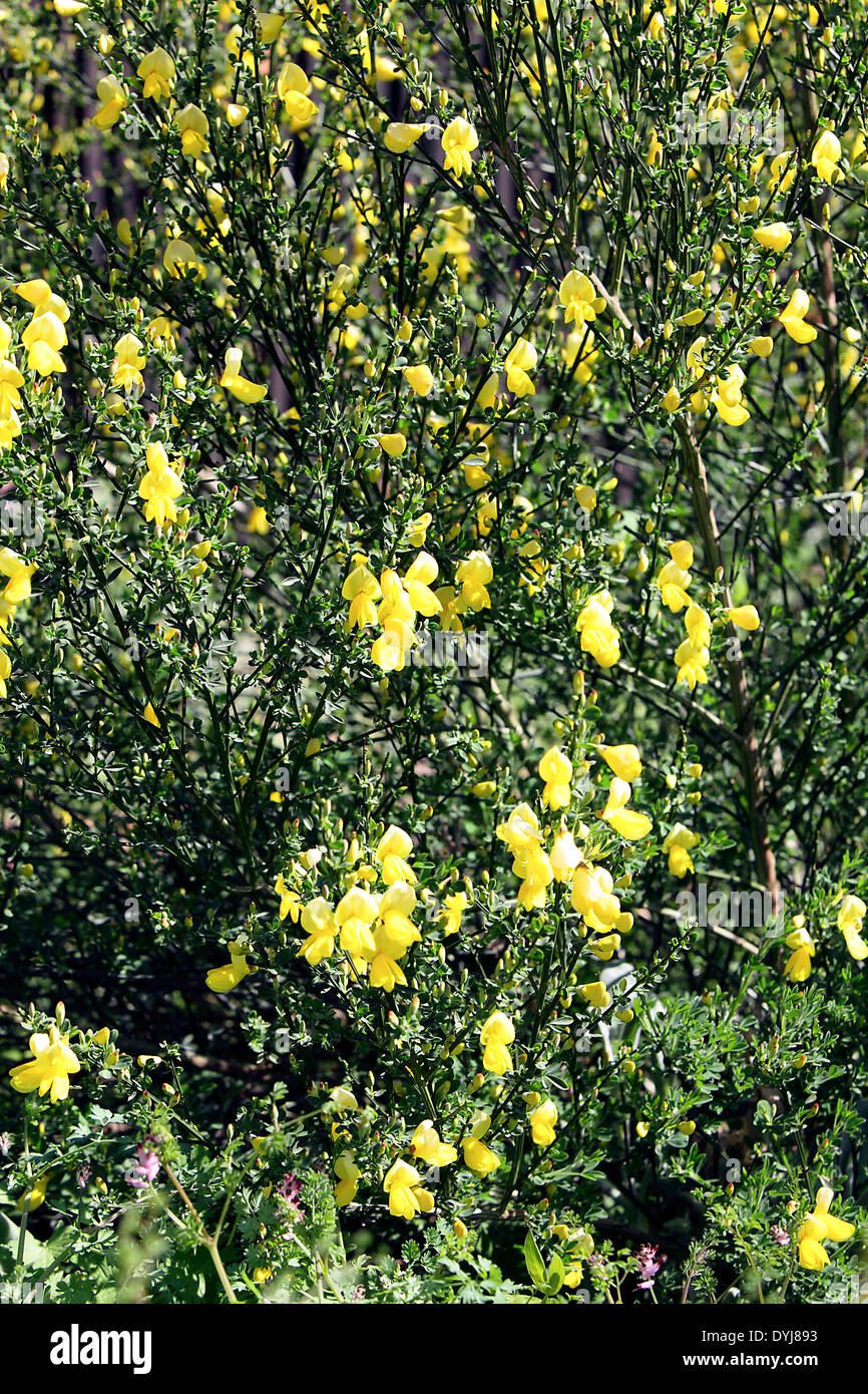 French broom Banque de photographies et d’images à haute résolution - Alamy