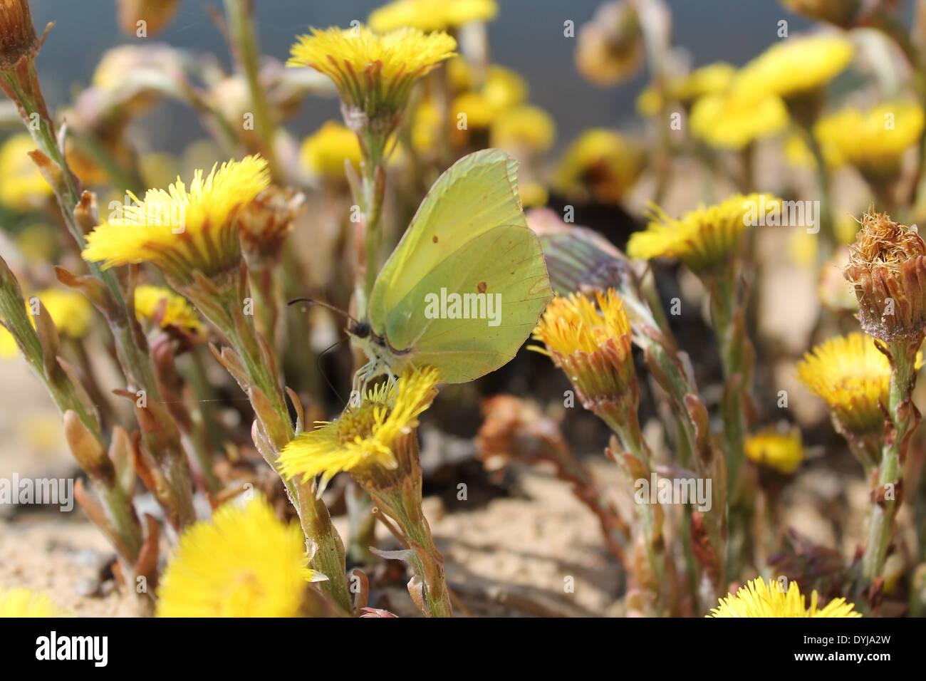 Belle mère Banque de photographies et d’images à haute résolution - Alamy