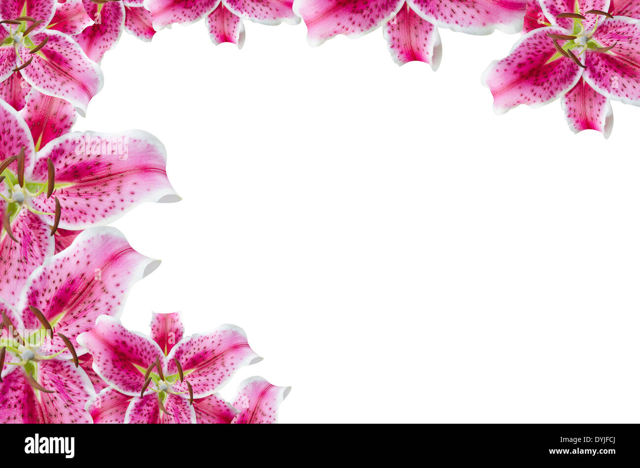 Fleurs de lys rose Banque de photographies et d’images à haute ...