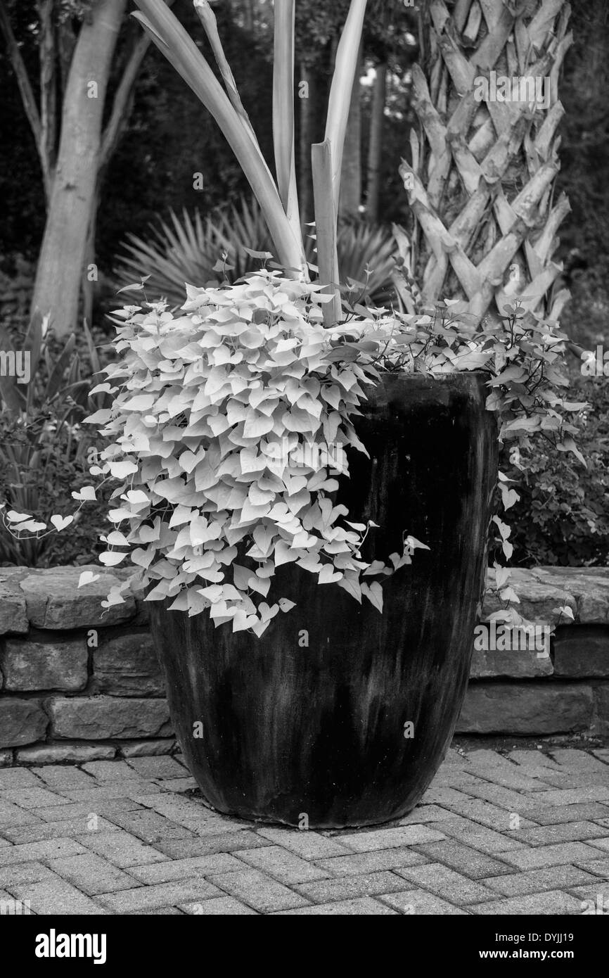 Rio grande palmetto Banque d'images noir et blanc - Alamy