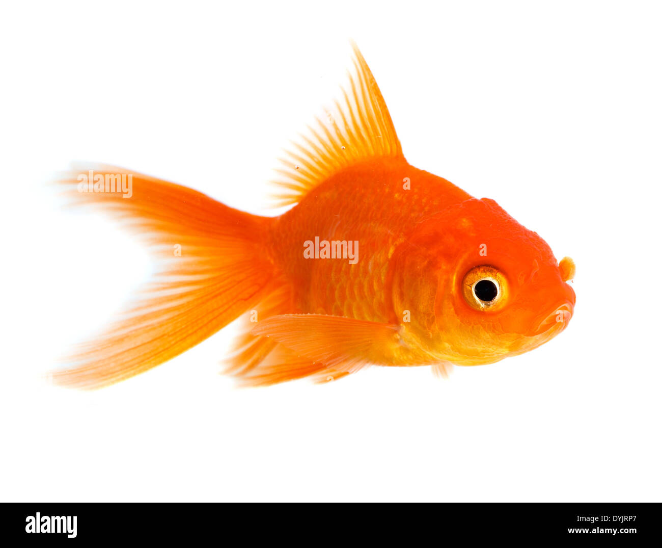 Gold fish Banque de photographies et d’images à haute résolution - Alamy