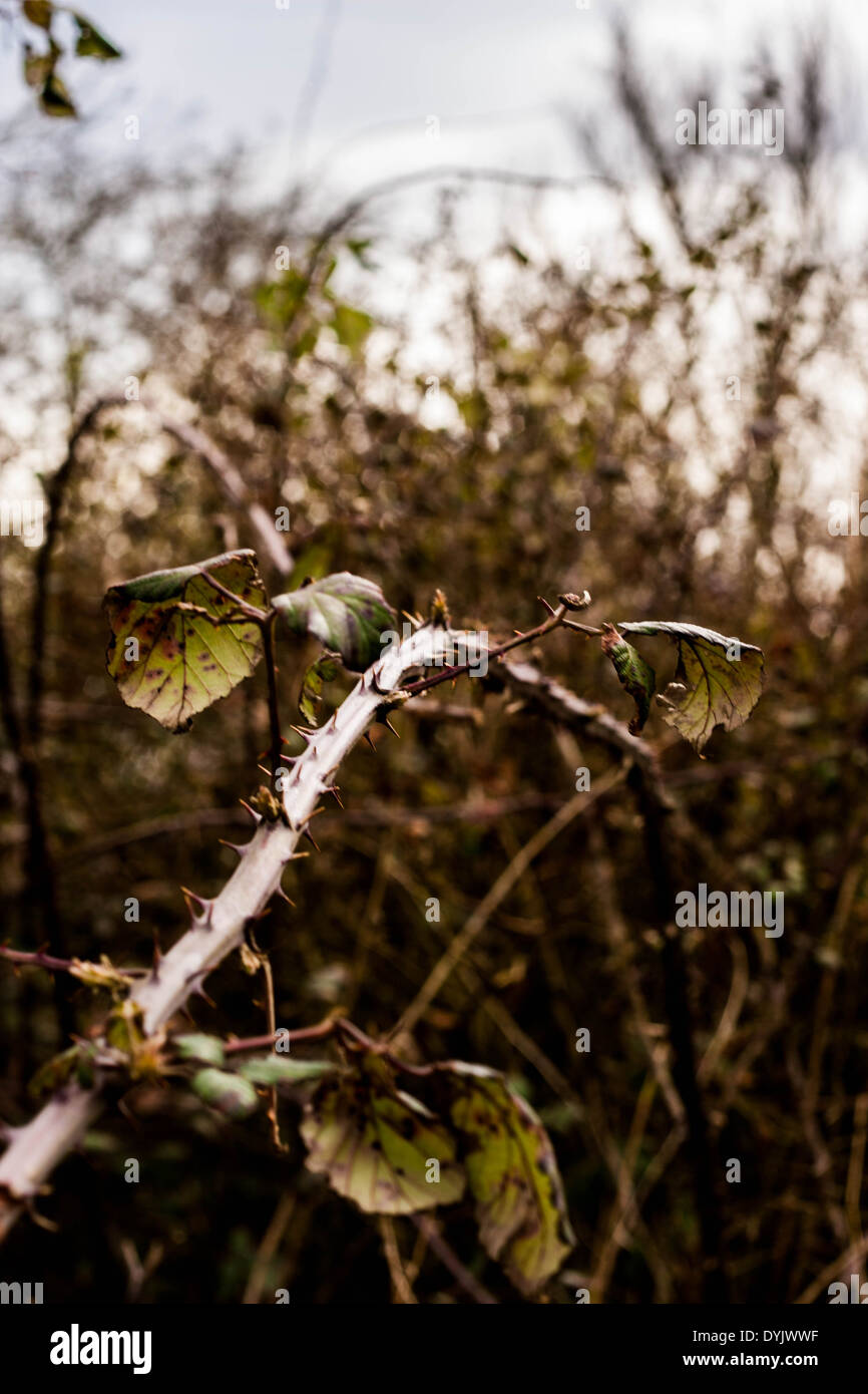 épines de roses Banque de photographies et d’images à haute résolution ...