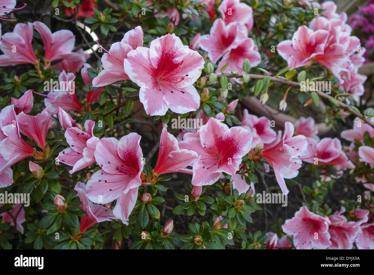 Rhododendron simsii Banque de photographies et d’images à haute ...